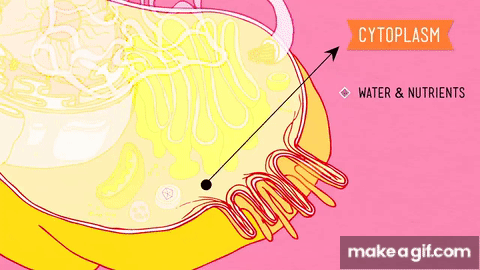 Eukaryopolis - The City of Animal Cells: Crash Course Biology #4 on ...