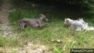 Dogs Playing - 003 - Free Stock Footage on Make a GIF
