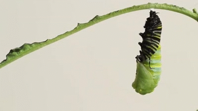 Caterpillar Gif On Behance Gif Caterpillar Motion Des - vrogue.co