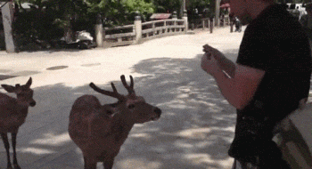 peterfromtexas: In Japan, even the deer are polite on Make a GIF