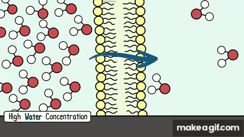 Osmosis and Water Potential (Updated) on Make a GIF