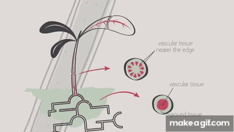Xylem and Phloem - Transport in Plants | Biology | FuseSchool on Make a GIF