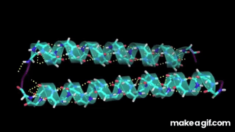 Alpha helix basics on Make a GIF
