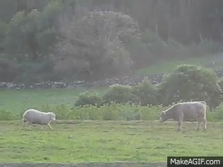 Sheep teaches young bull to head butt, Terceira Azores on Make a GIF