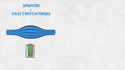 Easy Illustration of Muscle Fibre Types on Make a GIF