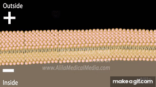 Neuroscience Basics: GABA Receptors and GABA Drugs, Animation on Make a GIF