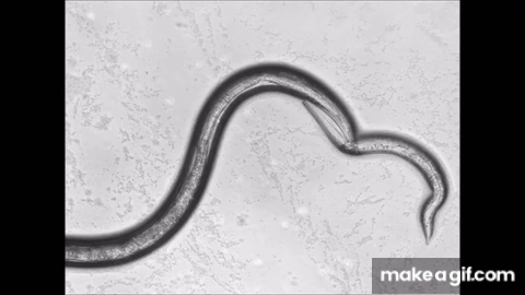 Predator Nematode : Omnivorous nematode on Make a GIF
