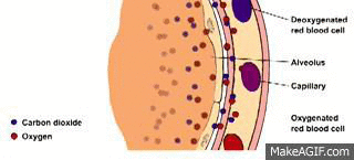 Oxygen And Carbon Dioxide Diffusion on Make a GIF