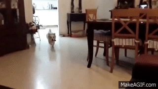 Dogs Who Fail At Being Dogs on Make a GIF