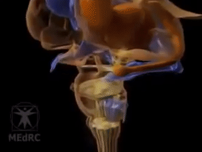 Corticospinal Descending Tract Animation on Make a GIF