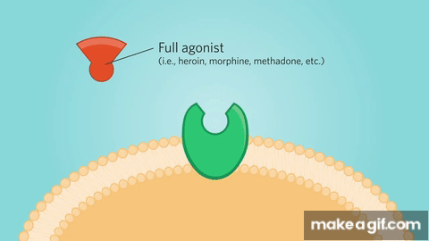 Full Opioid Agonists and Opioid Antagonists on Make a GIF
