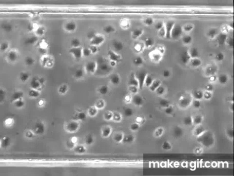 Primary Endothelial Cell Culture in Cellix's Vena8 Endothelial+ ...
