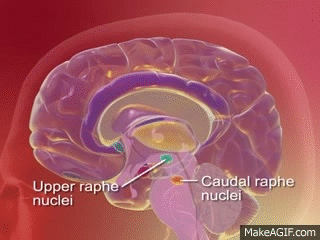 Human Anatomy Serotonin Pathways on Make a GIF