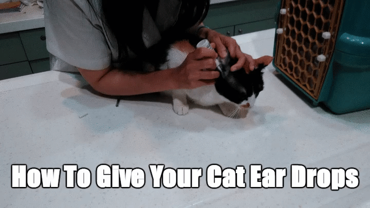 How To Give Your Cat Ear Drops on Make a GIF