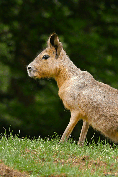 Head Like an Orange - Patagonian Mara on Make a GIF