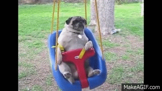 Pugs Are Awesome on Make a GIF