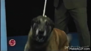 Wild Dog | Check It Out! With Dr. Steve Brule | Adult Swim on Make a GIF