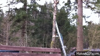 Epic Tree Cutting Fail on Make a GIF