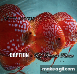 Discus on Make a GIF