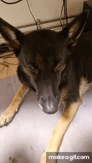 high dog on Make a GIF