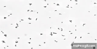 GLIDING MOTILITY (Mycoplasma) 🦠🧫 on Make a GIF