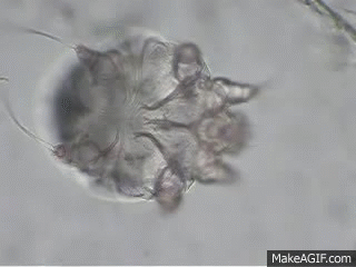Scabies Mite Live on Make a GIF