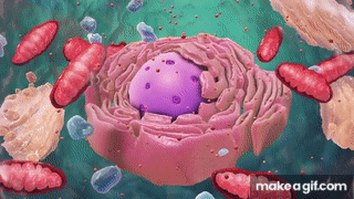 Biology: Cell Structure I Nucleus Medical Media on Make a GIF