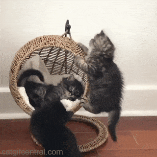 Kitten Having Nightmares Cosplay on Make a GIF