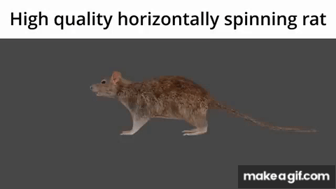 High quality horizontally spinning rat on Make a GIF