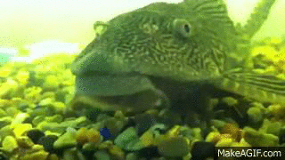 Pleco on Make a GIF