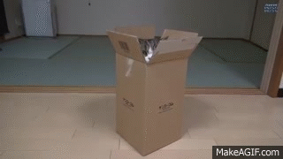 The cat is in/out of the box! on Make a GIF