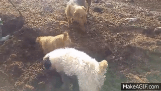 Rat Biceps on Make a GIF
