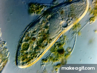 Paramecium on Make a GIF
