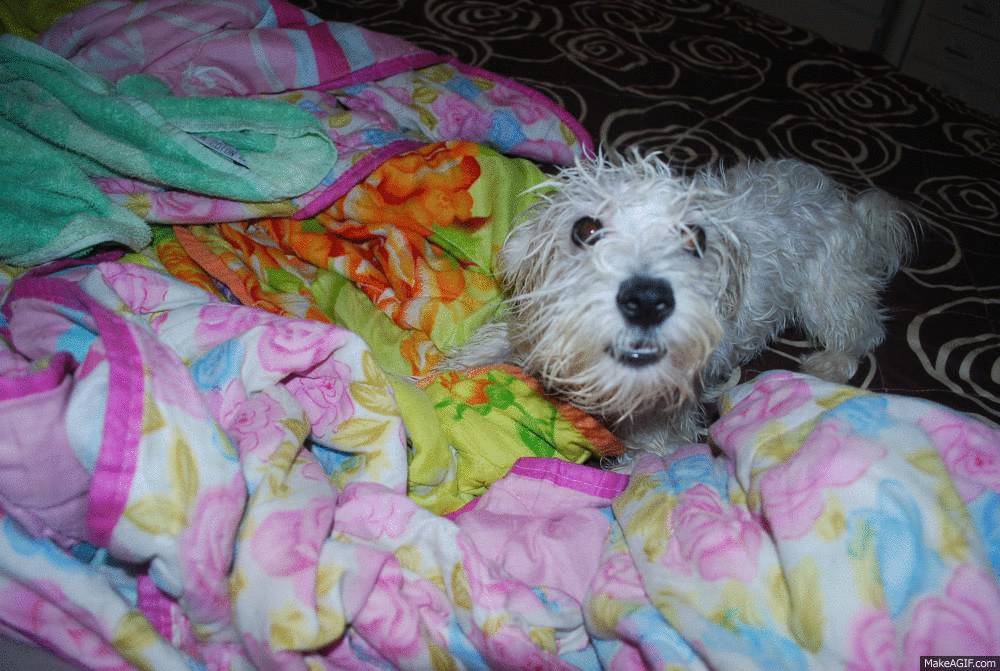 Alkis the dog on Make a GIF
