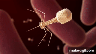 Fighting Infection with Phages on Make a GIF