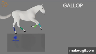 HORSE GAITS PART 04 - GALLOP CYCLE ANALYSIS on Make a GIF