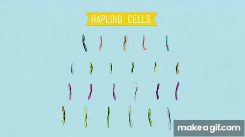 Mitosis: Splitting Up is Complicated - Crash Course Biology #12 on Make ...