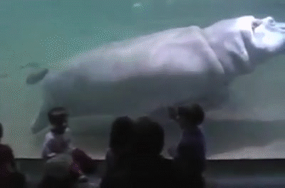 Acrophyseter deinodon v Hippopotamus - Page 2 - Carnivora