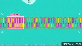 DNA, Hot Pockets, & The Longest Word Ever: Crash Course Biology #11 on ...