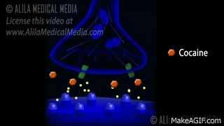 Mechanism of Drug Addiction in the Brain, Animation. on Make a GIF