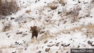 6 BIGHORN SHEEP RAMS HEADBUTTING in the RUT HD on Make a GIF
