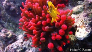 UNDERWATER LONG NATURE MEDITATION WITH CORAL REEF on Make a GIF