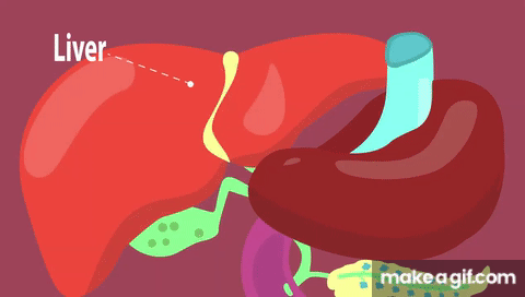 Bile and Emulsification | Physiology | Biology | FuseSchool on Make a GIF