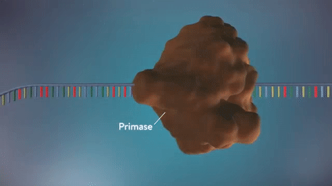 DNA replication -primase 3D on Make a GIF