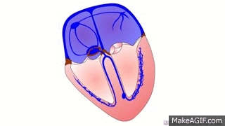 ECG Interpretation - Cardiac Electrical Activity on Make a GIF