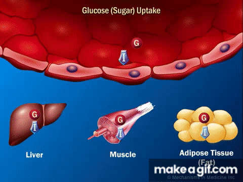 The Role of Insulin in the Human Body on Make a GIF