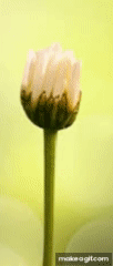 Flower bloom on Make a GIF