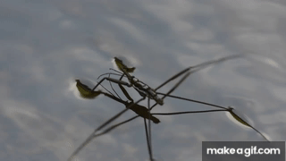 Water strider - walking on water on Make a GIF