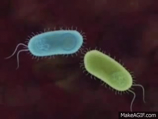 Bacterial Conjugation on Make a GIF