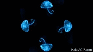 Hologram Technology Holho 4 Faces Piramide Holograma On Make A Gif